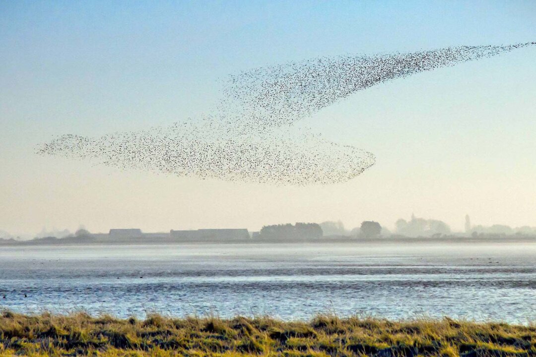 Photographer Snaps Photos of Thousands of Birds Flying in a Formation ...