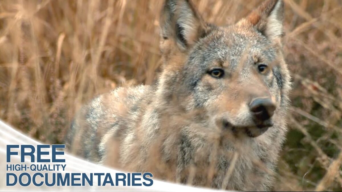 The Return of the Predators