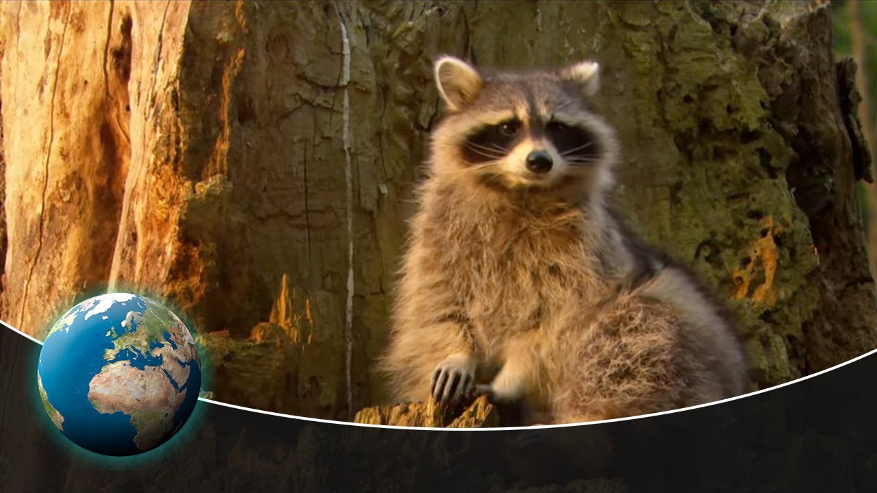 Raccoons–Curse or blessing? | EpochTV