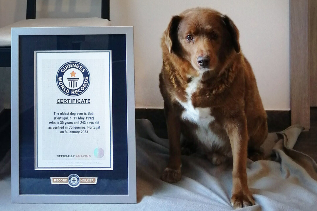 30-Year-Old Pooch From Portugal Shatters Record for ‘Oldest Dog Ever ...