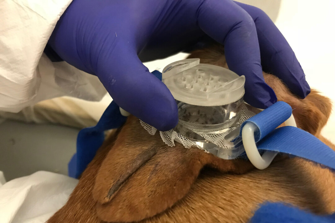 Watchdog Group Exposes ‘Painful’ Taxpayer-Funded Experiments on Dogs ...