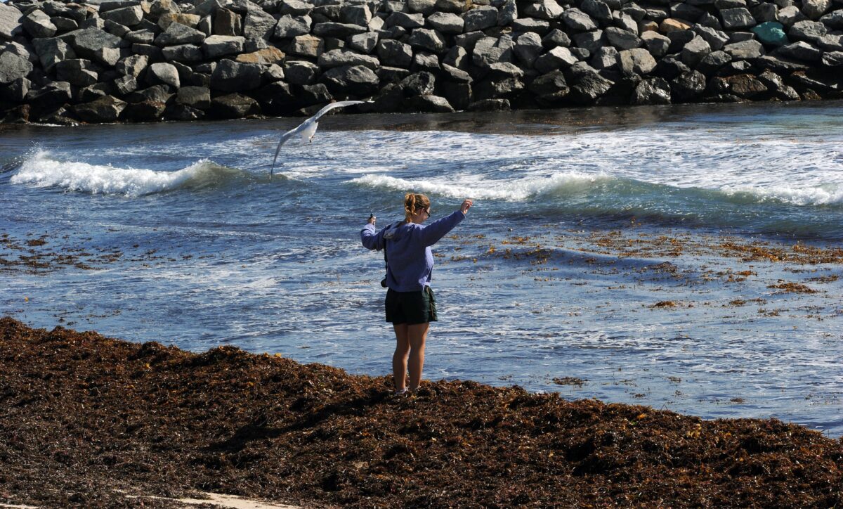 Australian Scientists to Explore Untapped Potential of Seaweed