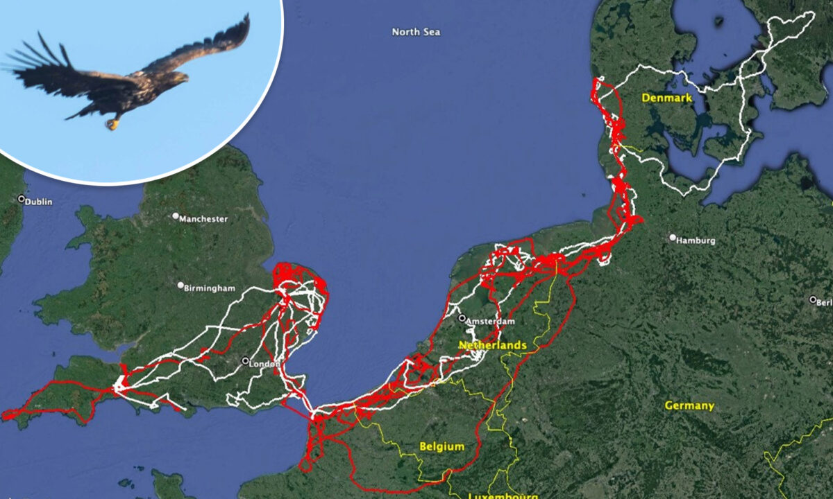 Rare White-Tailed Eagle Flies 10,000 Miles Through 7 Countries, Returns ...