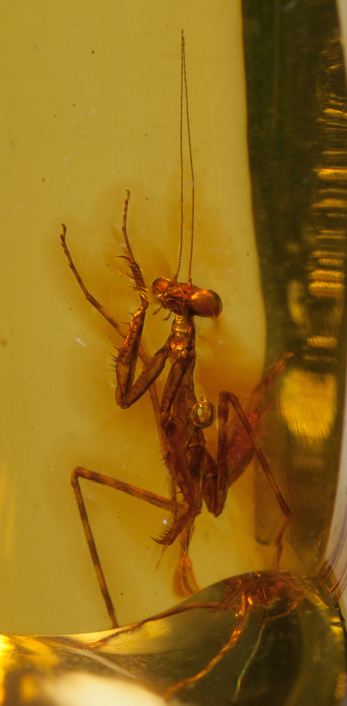 This Perfectly Preserved Praying Mantis Trapped in Fossilized Amber Is ...