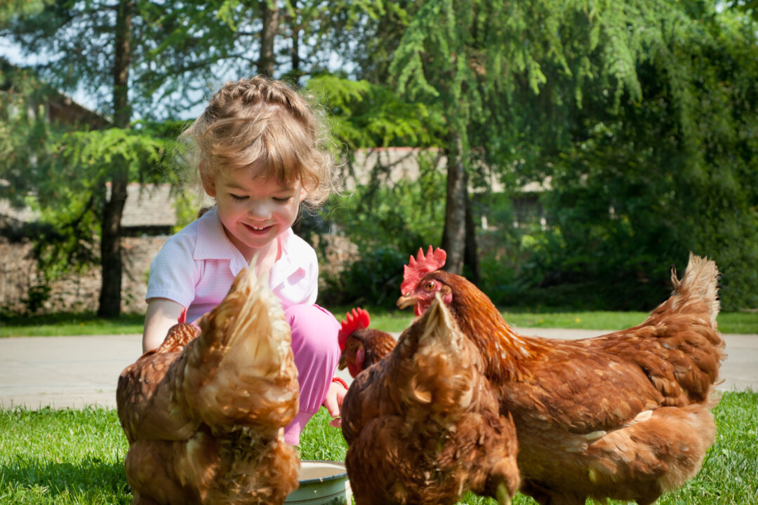 Introduce Your Kids to the Eggstraordinary World of Chicken Keeping ...