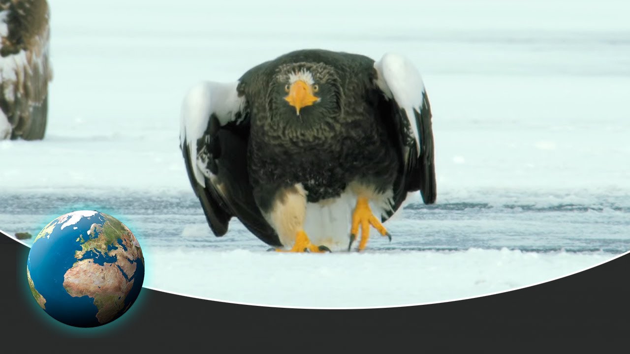 The Fascinating World of Angry Birds | EpochTV