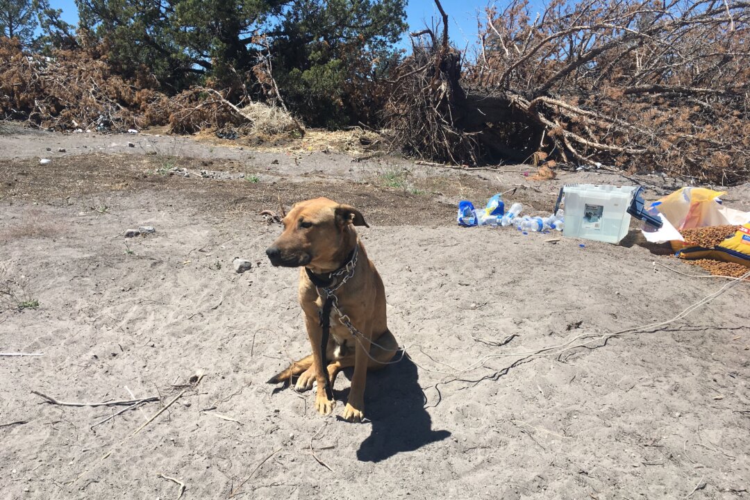 Dogs Routinely Abused at Illegal Cannabis Grows in California: Sheriff ...