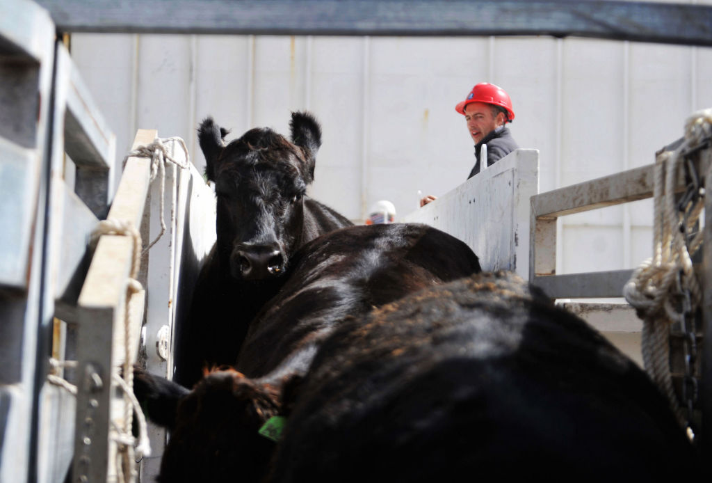 Federal Government Corrects the Record on Livestock mRNA Vaccines | The ...