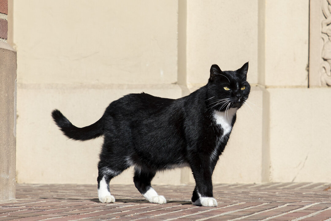UCLA Community Mourns Death of University’s Unofficial Mascot ‘Powell ...