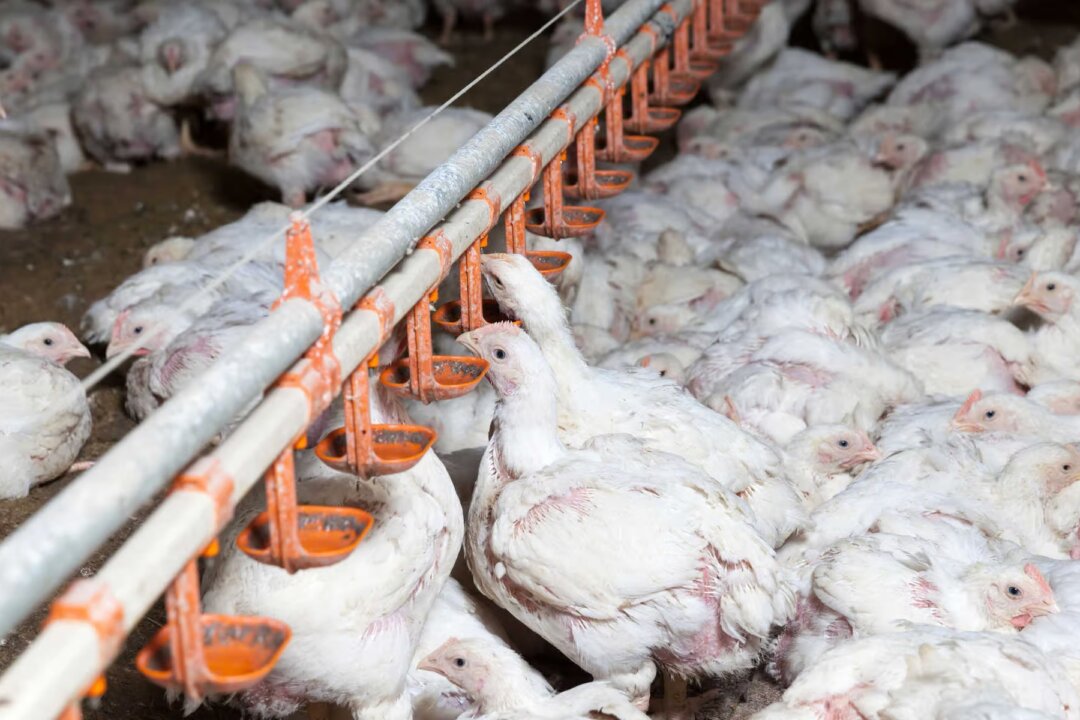 Why Are the Chickens So Sick? | The Epoch Times