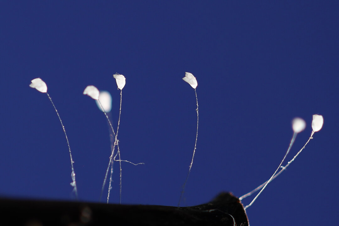 RARE PHOTOS: ﻿The Mystical Udumbara—‘Celestial Flowers’ or Insect Eggs ...