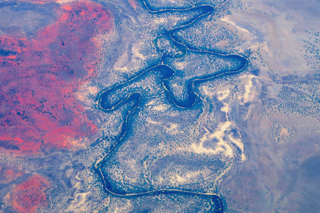 Fire Ants Found for First Time in Australia’s Largest River System ...