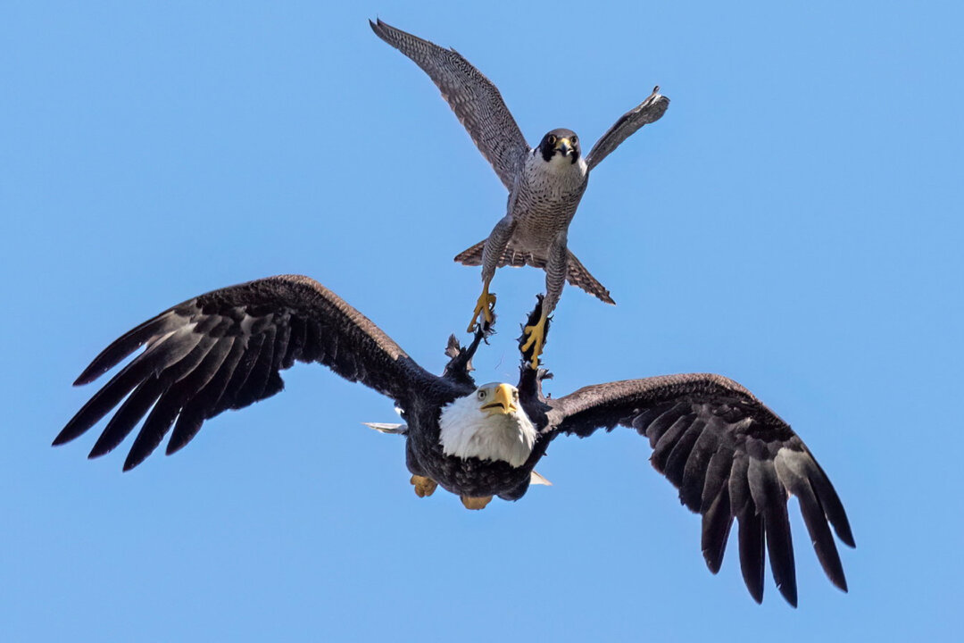 Photographer Captures Peregrine Falcon ‘Determined’ to Keep Bald Eagle ...