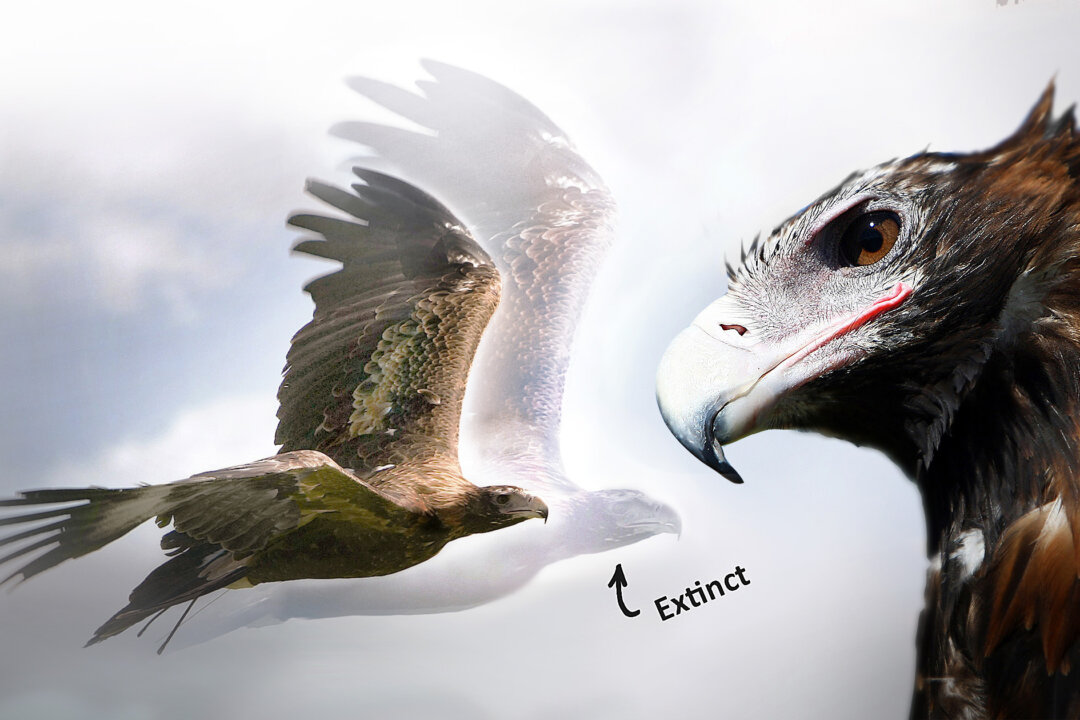 Paleontologists ‘Discover’ Fossil of Giant Extinct Eagle That Dwarfed ...