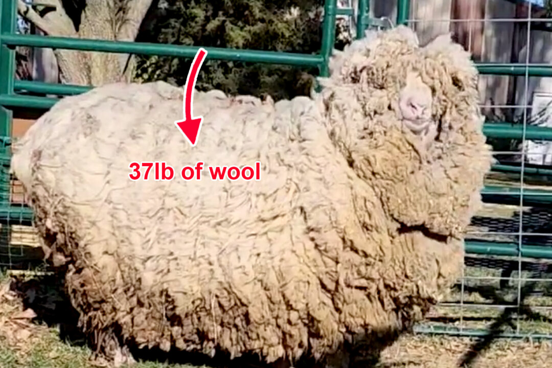 Sheep Not Sheared in 6 Years Loses 37 Pounds of Wool—And She Can’t Stop ...