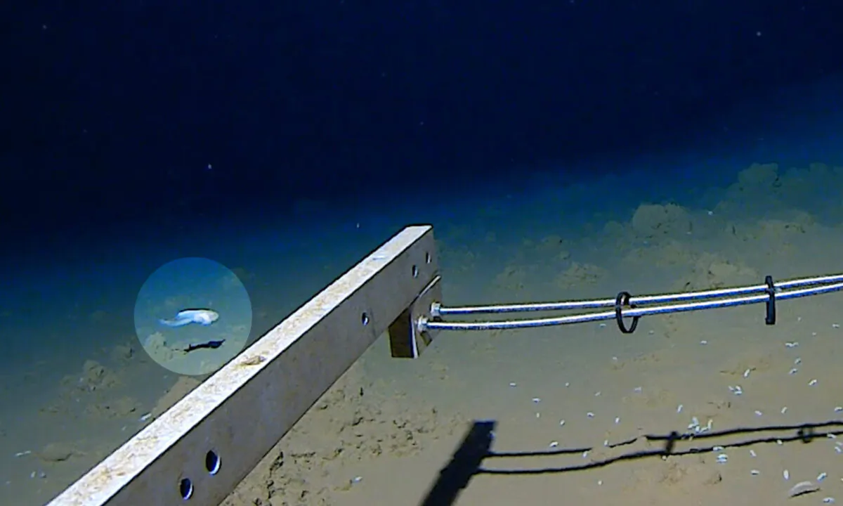 World’s Deepest Fish Discovered Over 27,000 Feet Below Sea Level, See ...
