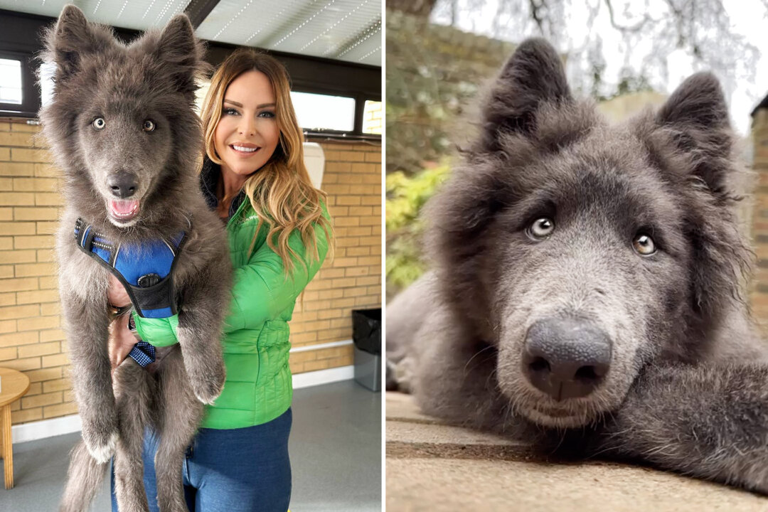 This Rare Giant ‘Blue Wolfdog’ Is Goofy and Fun—but Can’t Be Everyone’s ...