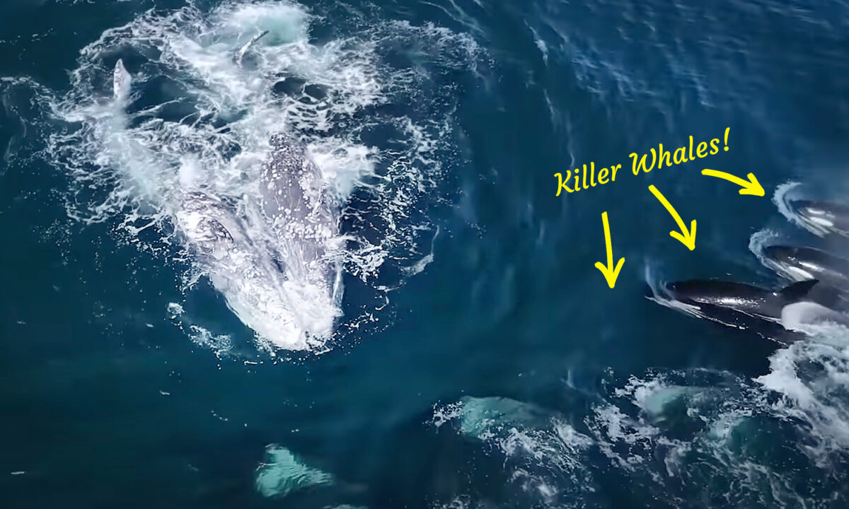 VIDEO: 30 Killer Whales Gang Up on 2 Adult Gray Whales in Grisly Hunt ...