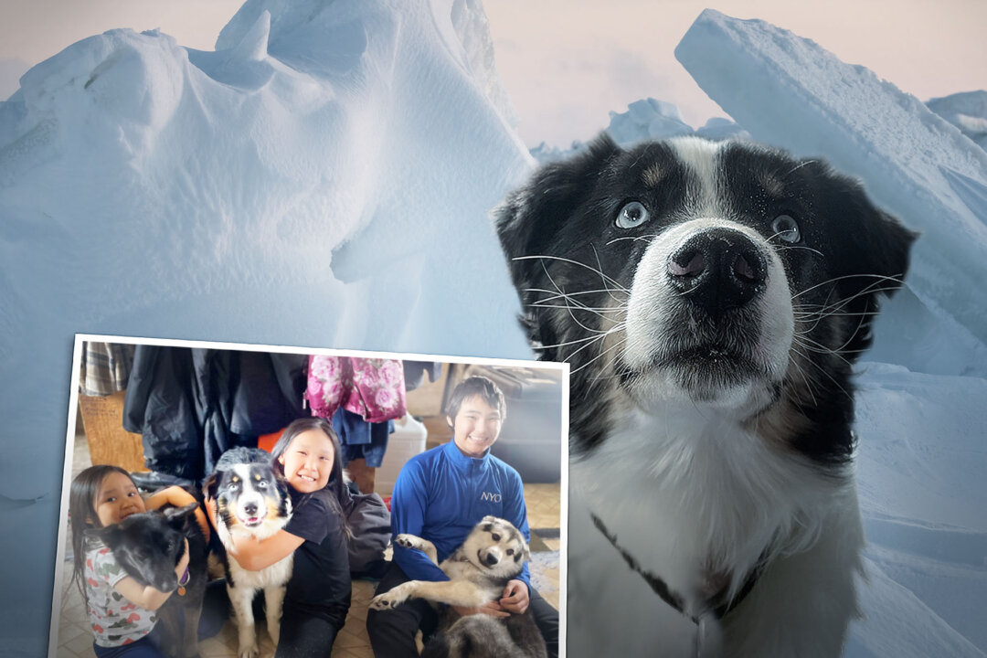 Australian Shepherd Pet Treks 150 Miles Across Bering Sea Ice—Returned ...