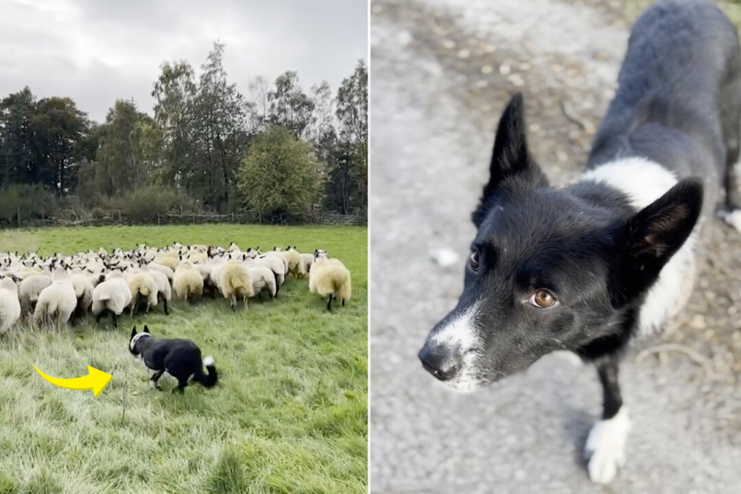 VIDEO: Missing Injured Sheepdog Who Had His Leg Amputated Gets Happily ...