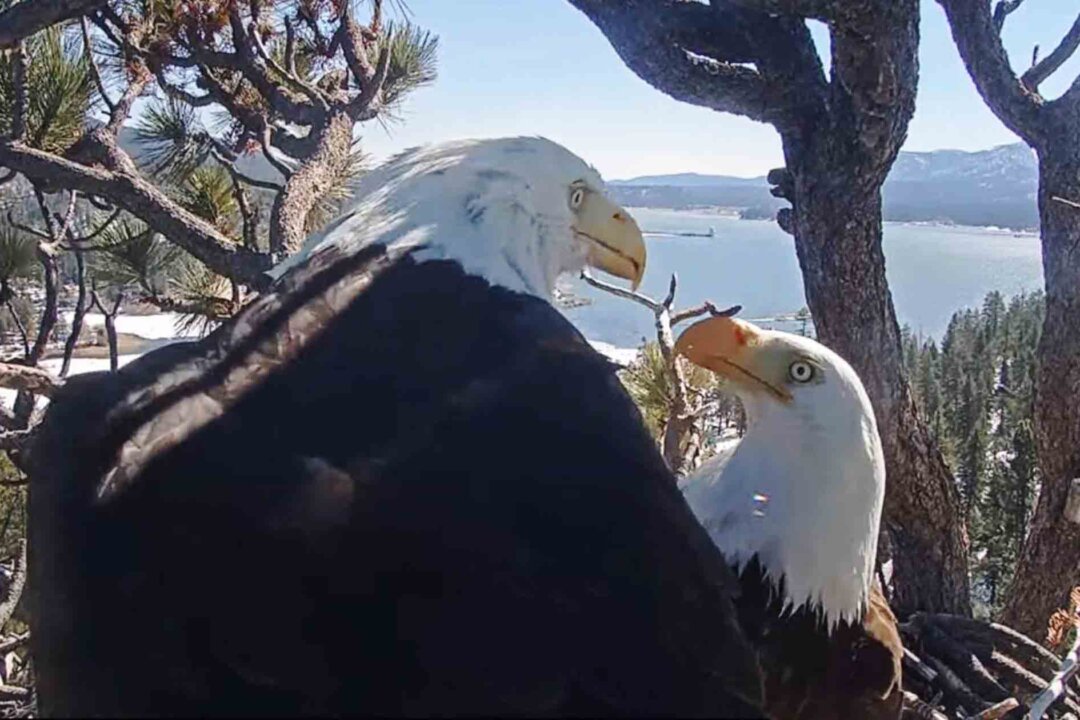 VIDEO: Hidden Camera Captures ‘Determined and Dedicated’ Bald Eagle ...
