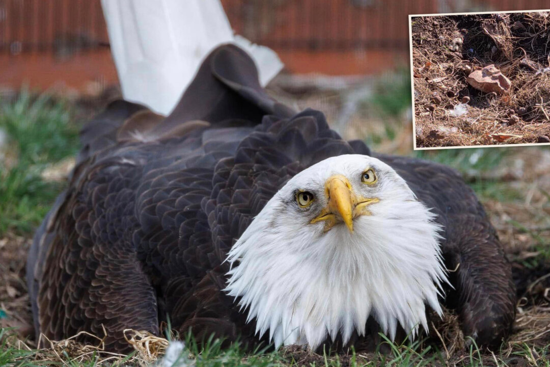 Flightless Bald Eagle in Missouri Who Was Incubating a Rock Receives a ...