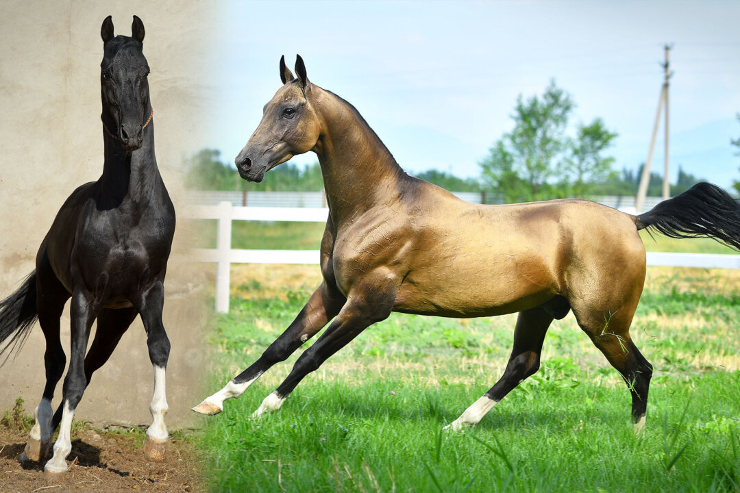 7 Ancient Horse Breeds That Helped Build Human Civilization That ...