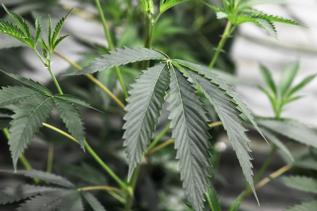 Maine Lawmakers Reject Bill That Targets China-Run Marijuana Farms ...