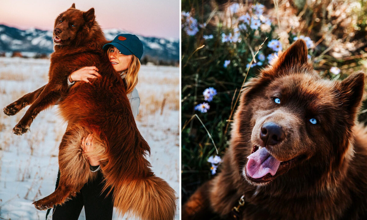 Siberian Husky as Huge as a Bear Captivates Everyone With His Piercing ...