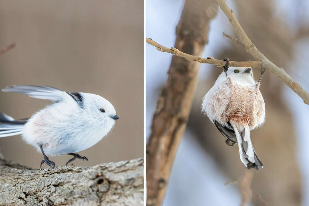 Cutest Birds: Tiny Japanese ‘Snow Fairies’ Caught Doing Gymnastics on ...