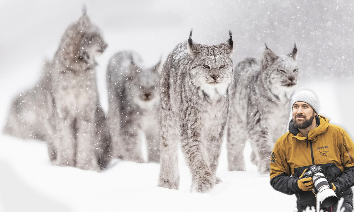 ‘Six Lynx Were All Around Me, Sitting in the Snow’: Photographer’s ...
