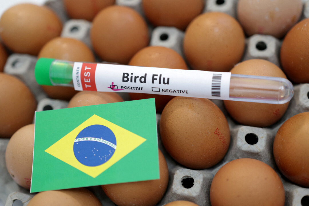 Brazil Declares 180-Day Animal Health Emergency Amid Avian Flu Cases in ...