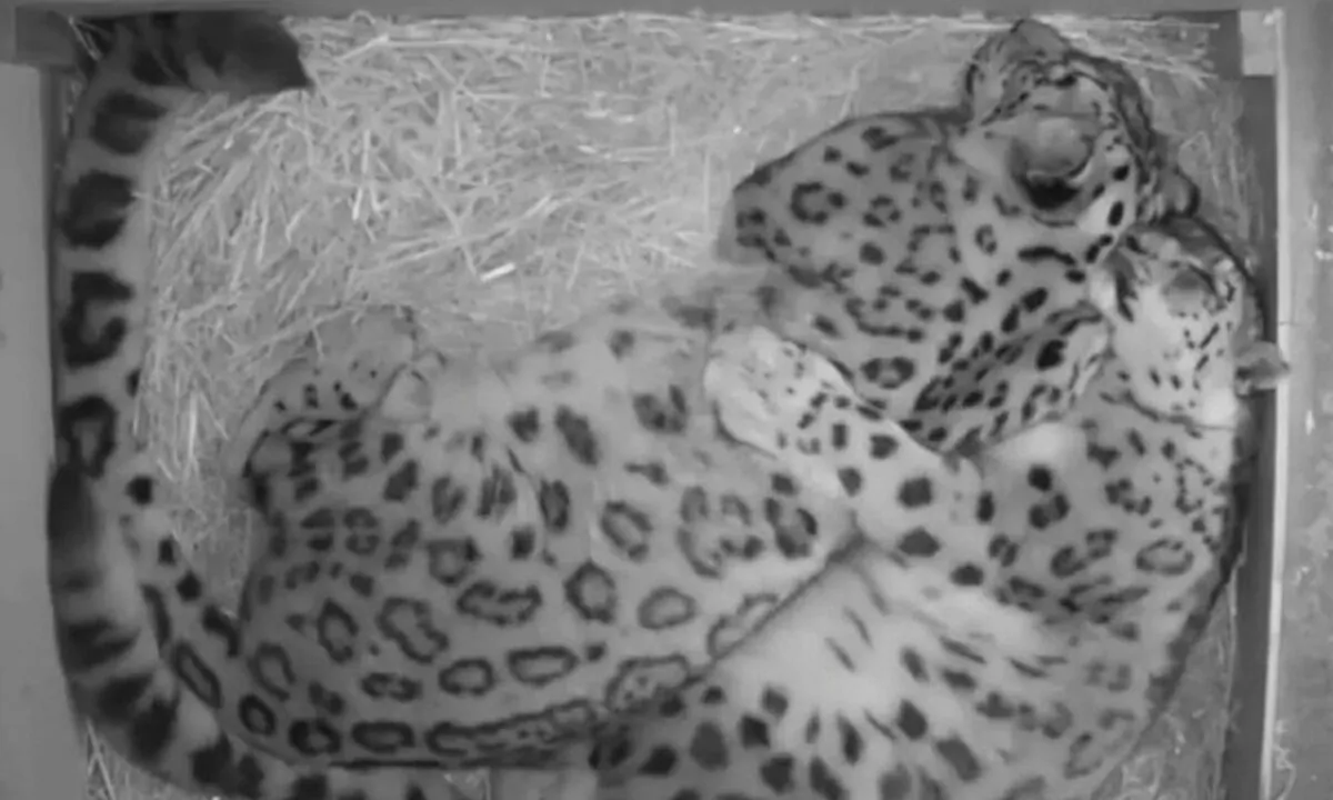 The ‘Ultimate’ Match: Inseparable Snow Leopards Spotted Cuddling Each ...