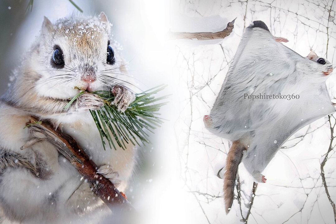 VIDEO: Photographer Braves Winter Woods to Capture Tiny, Cute Japanese ...