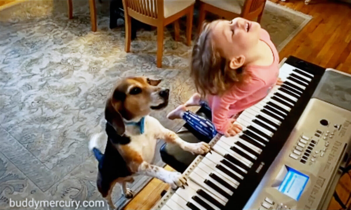 VIDEO: Blind Dog Loves to Play Piano and Sing With His Sister, Making ...