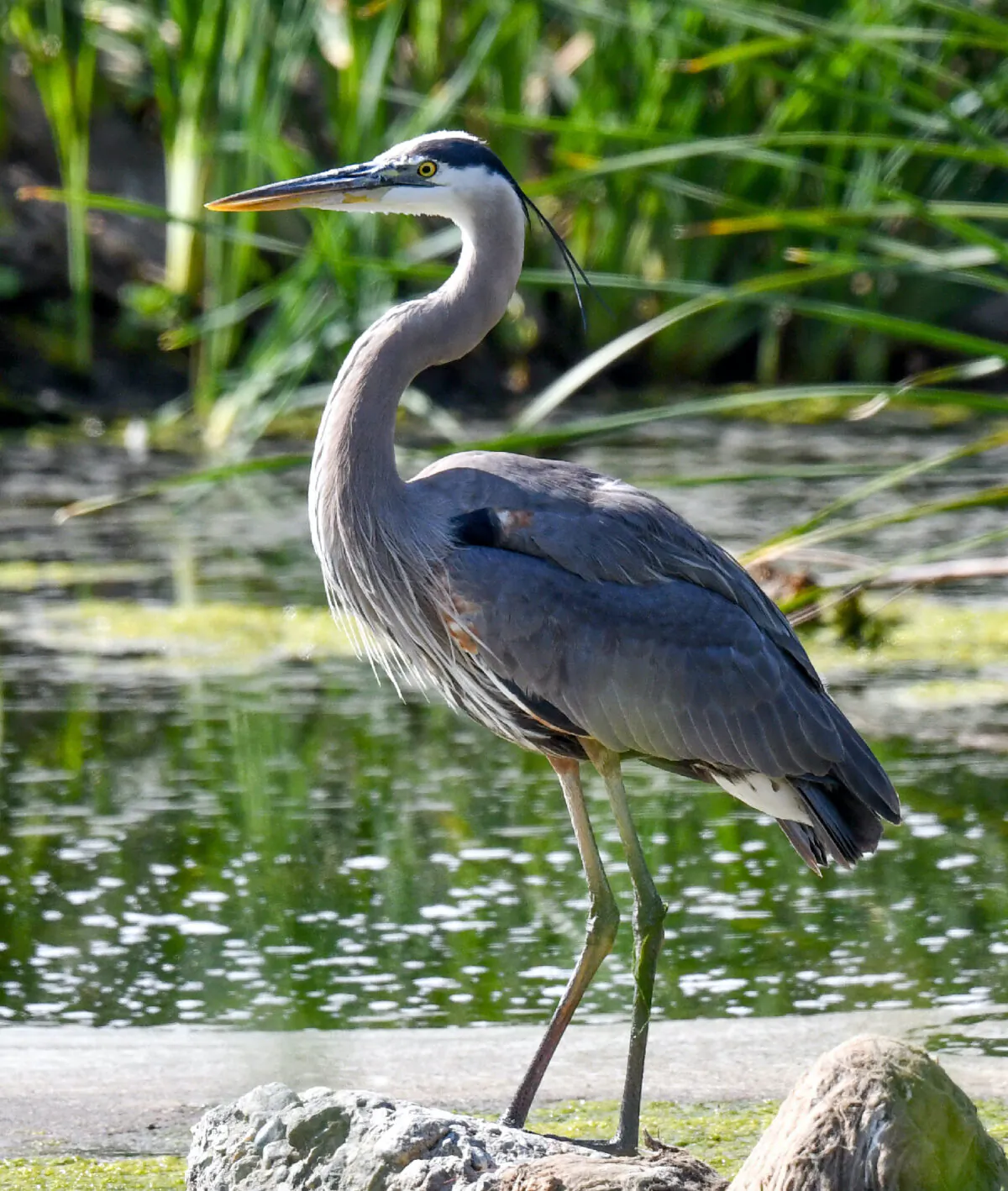 Cambria Is for the Birds and a Lot More