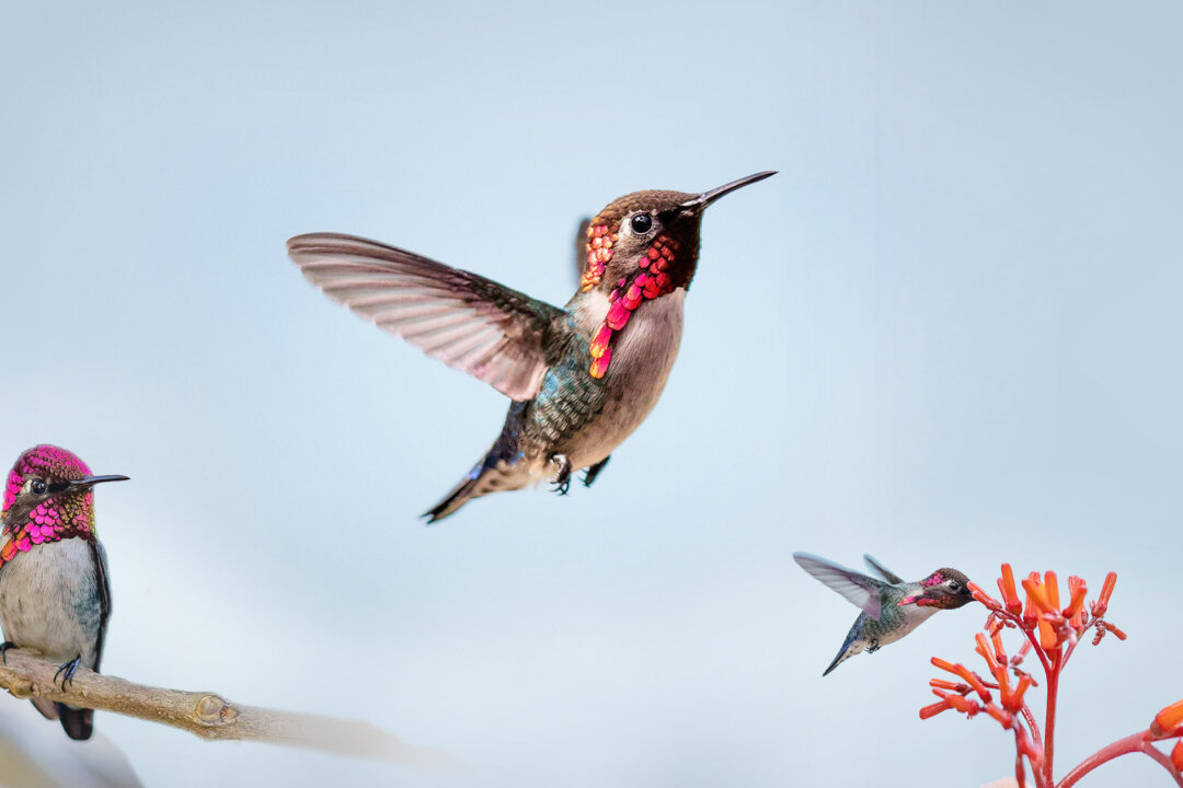 This Jewel-Like Bird Is so Small, It’s Often Mistaken for a Bee—But It ...