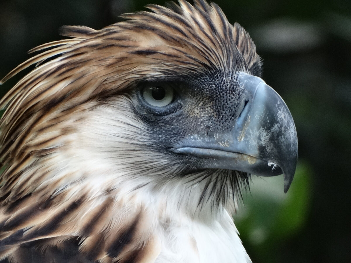Rare ‘Monkey-Eating’ Philippine Eagle: One of the World’s Largest Birds ...