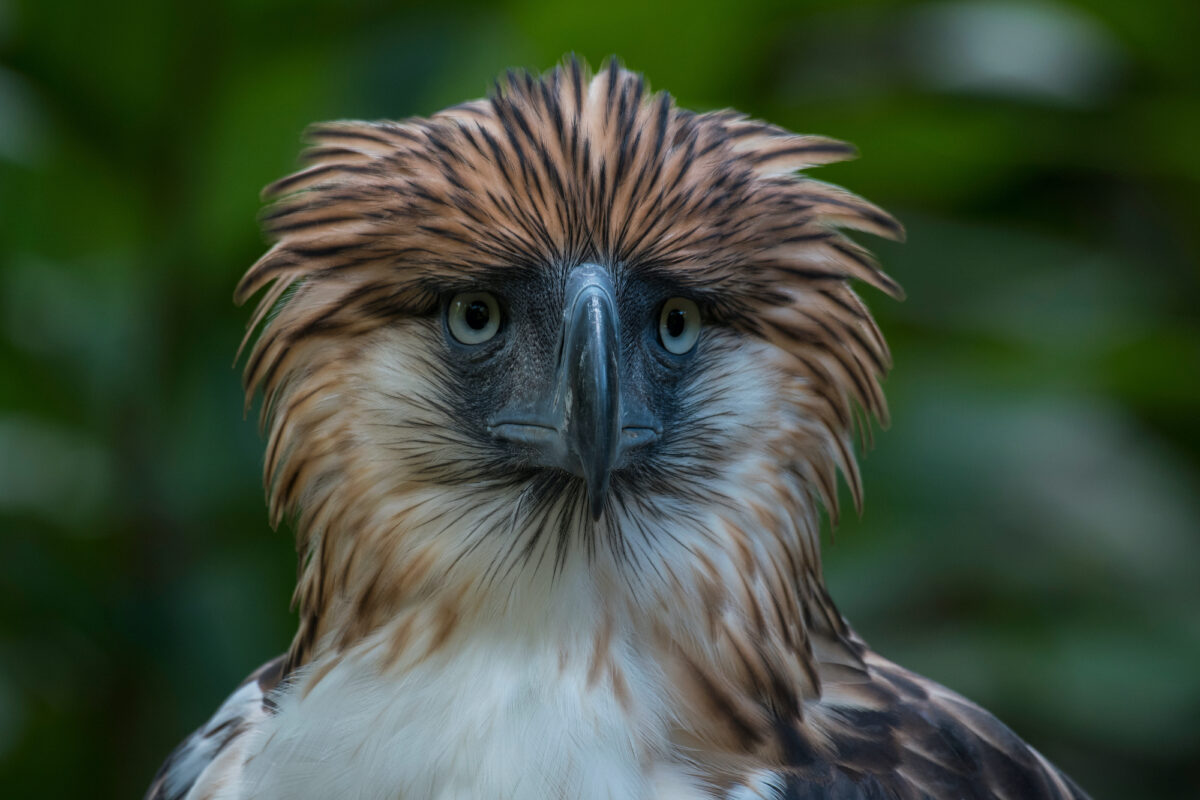 Rare ‘Monkey-Eating’ Philippine Eagle: One of the World’s Largest Birds ...