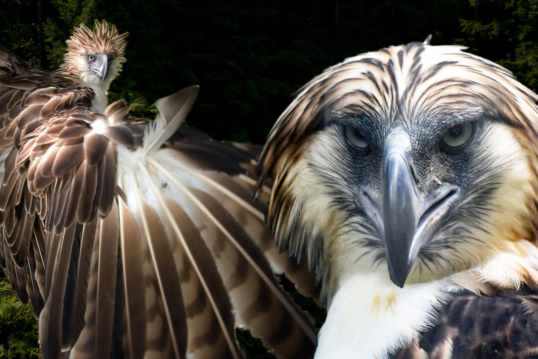 Rare ‘Monkey-Eating’ Philippine Eagle: One of the World’s Largest Birds ...