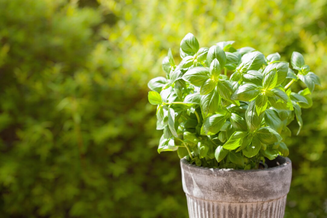 These 7 Plants Are Natural Repellents to Keep Fruit Flies Out of Your ...