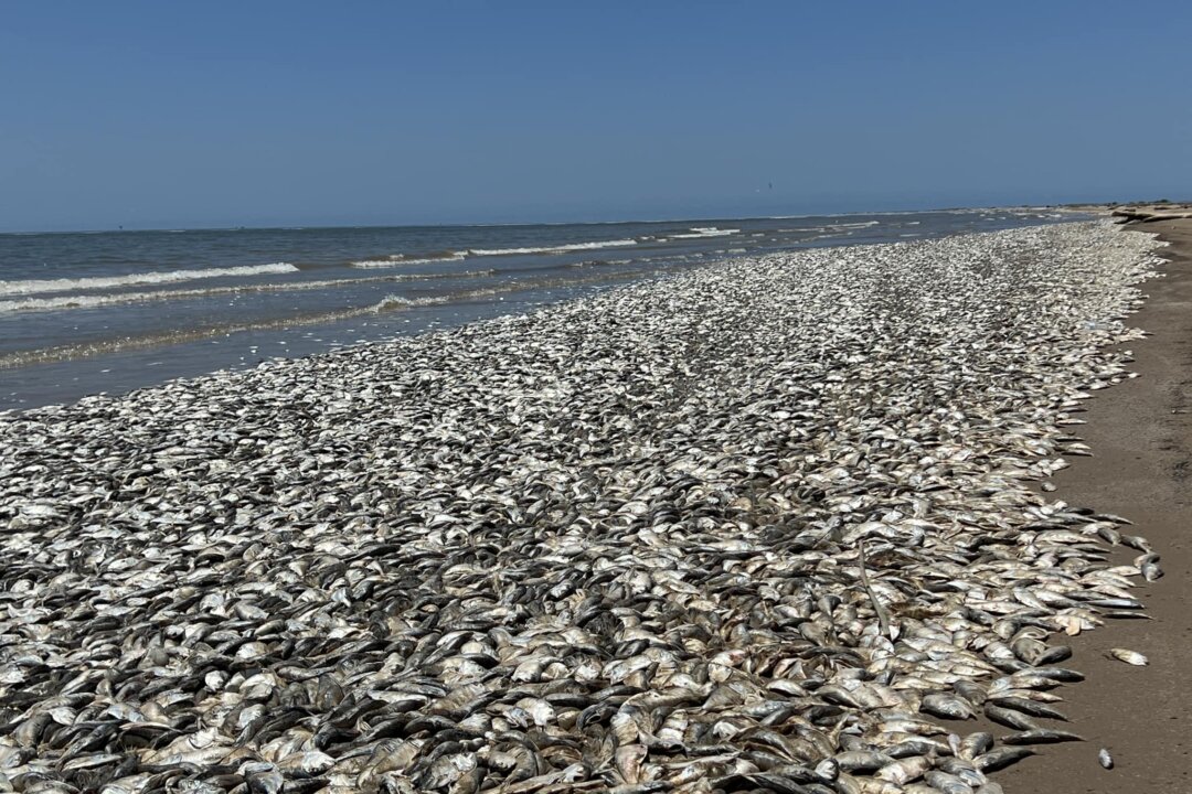 Texas Beaches Cleared After Inundated With Thousands of Dead Fish From ...