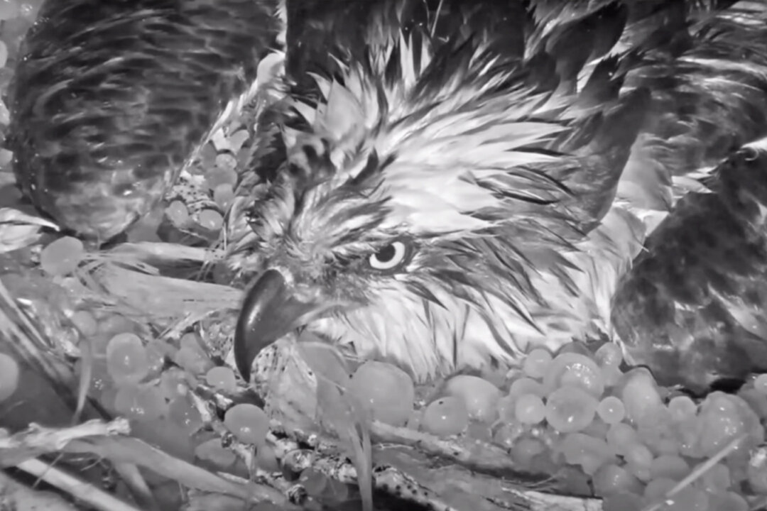 Mama Osprey Braves Colorado Hail Storm to Protect Unhatched Eggs—Here’s ...