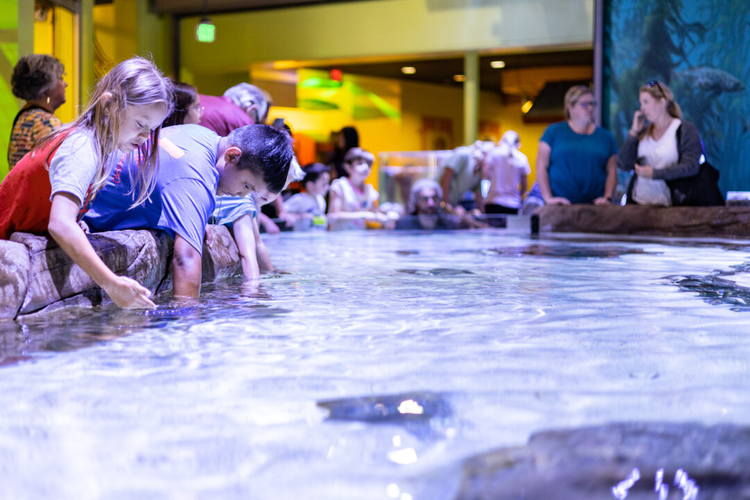 OC Discovery Cube Features New Hands-On ‘Ocean Encounter’ With Sea Life ...