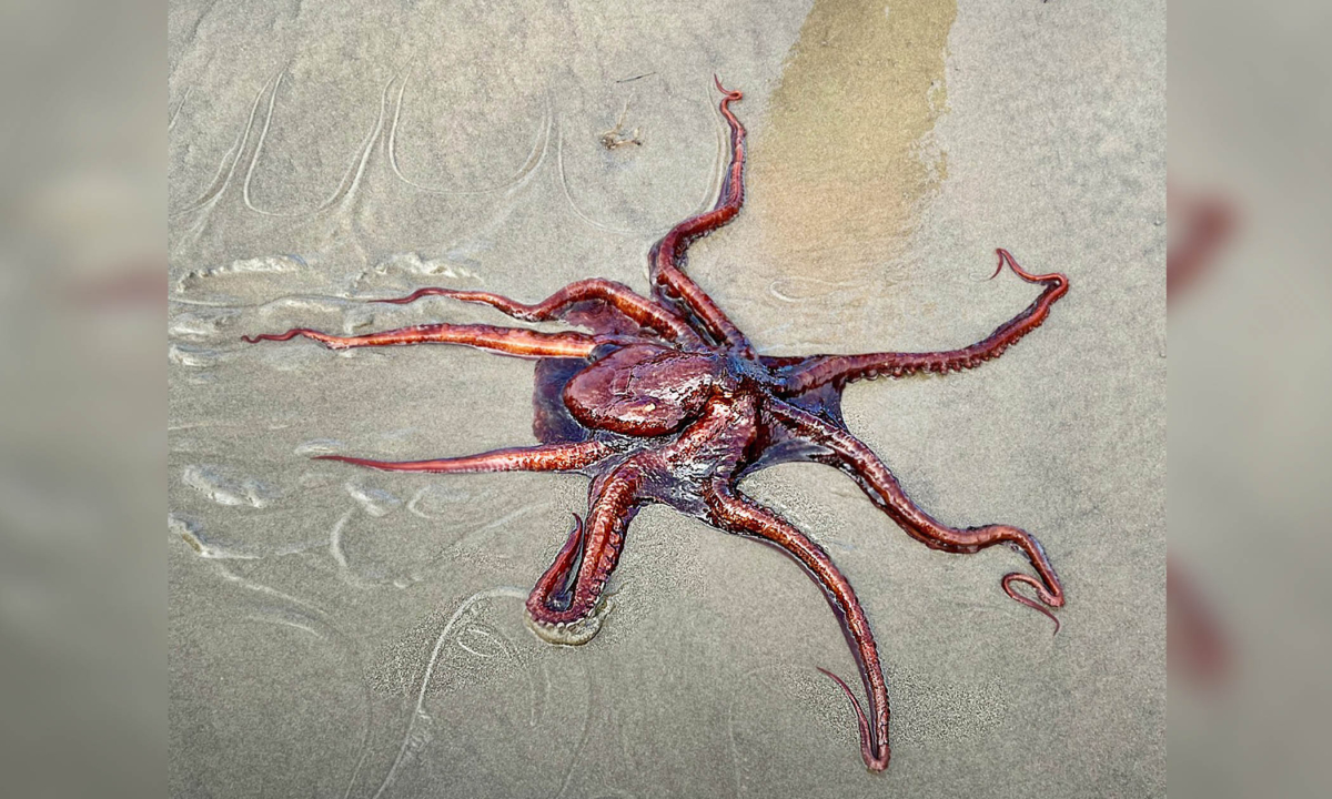 Beachgoer Sees Giant Pacific Octopus Washed Up on Beach in Oregon ...