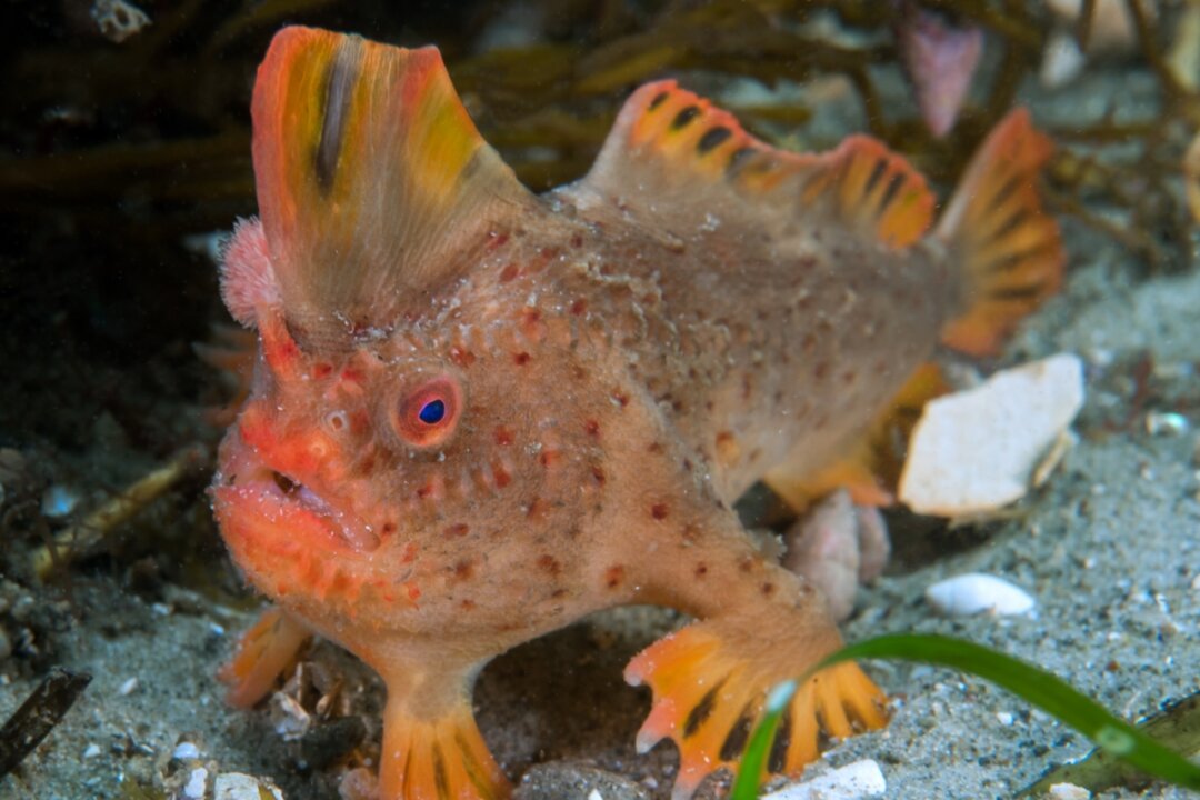 The Battle to Save Australia’s Ultra Rare Grumpy Fish | The Epoch Times