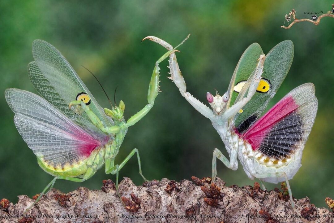 Fun Photography: Brilliant Up-Close Photos of Praying Mantises ...