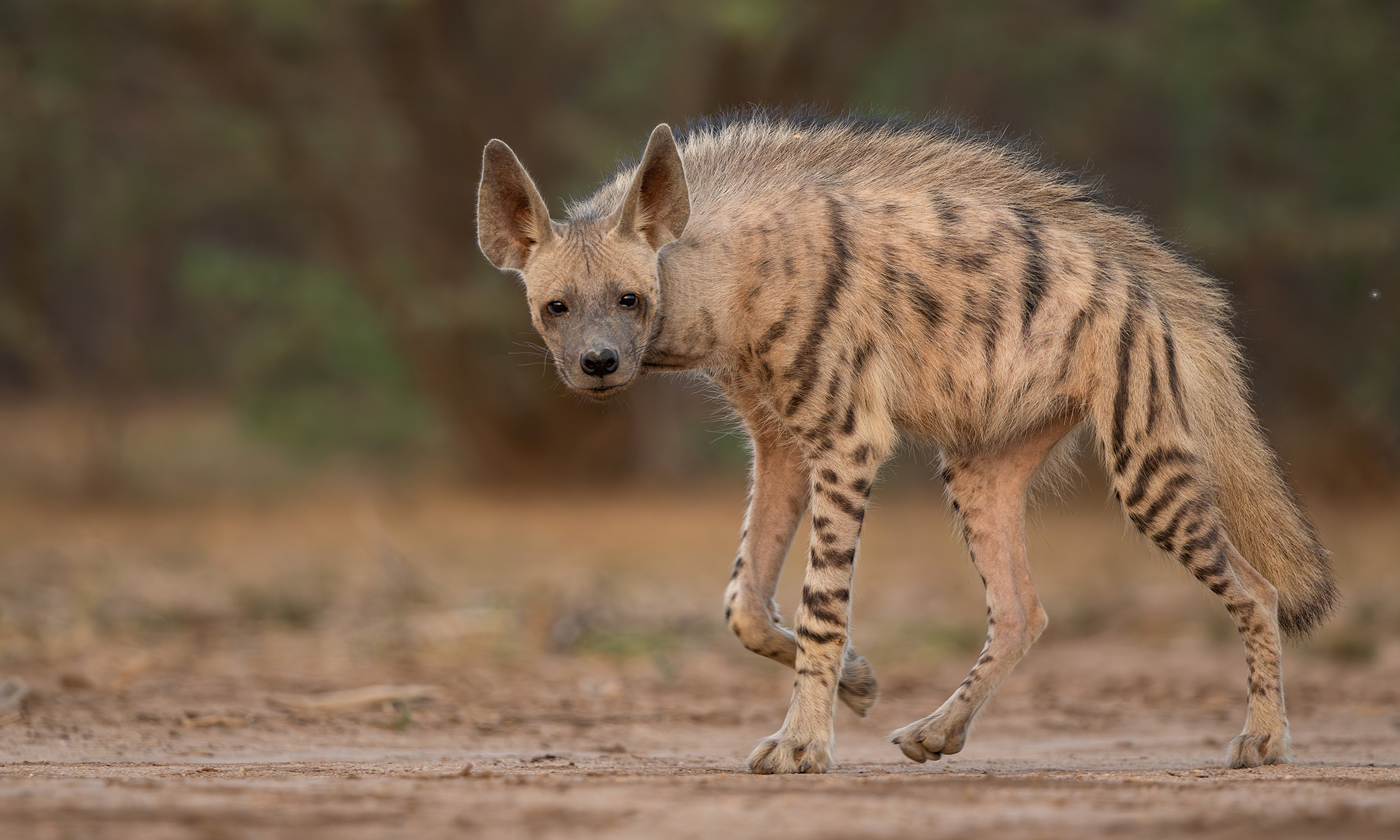 Striped Hyena Face