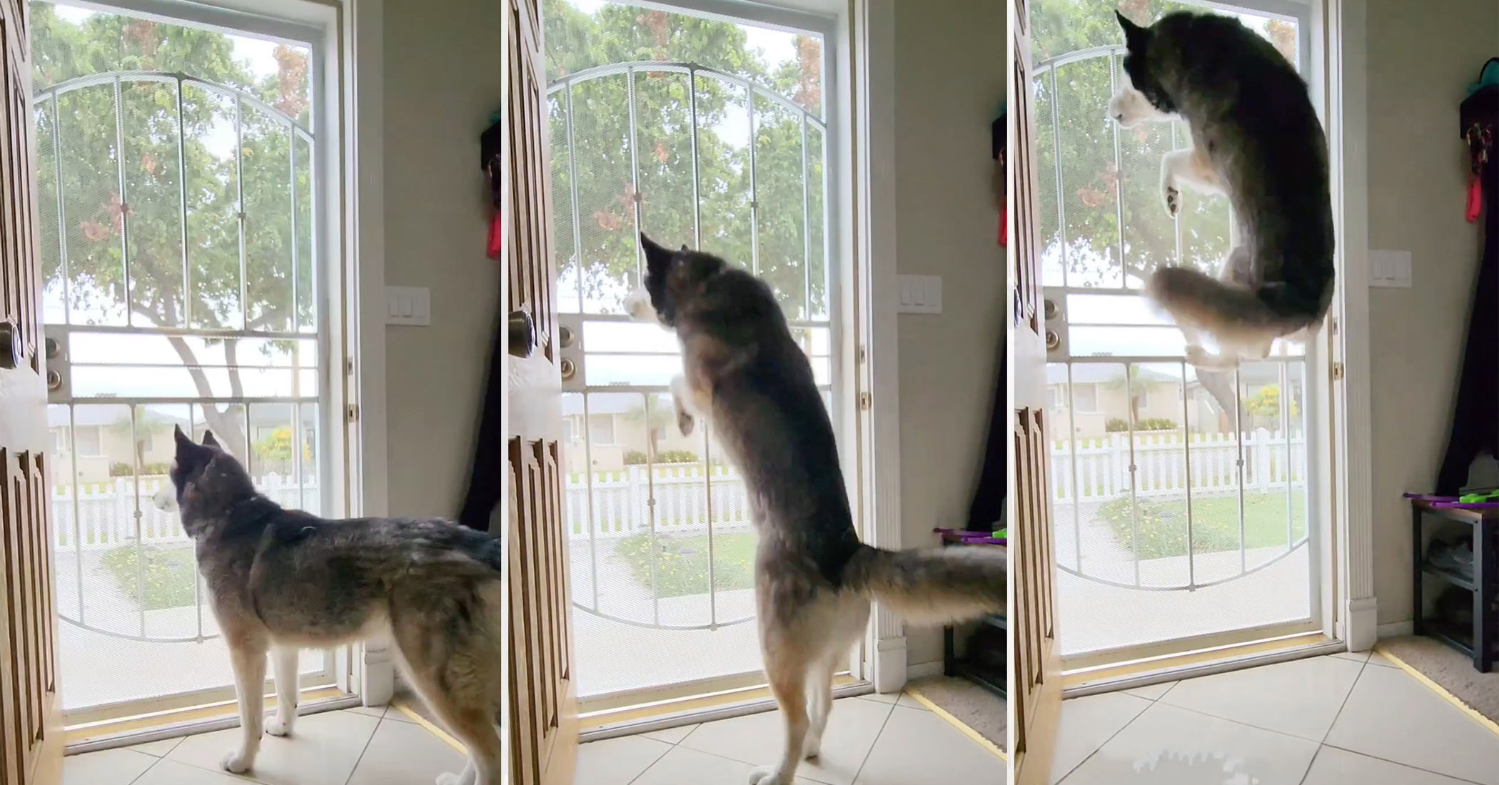 VIDEO: Bouncing Husky’s Olympic-Grade High Jumps Stun Owner and ...