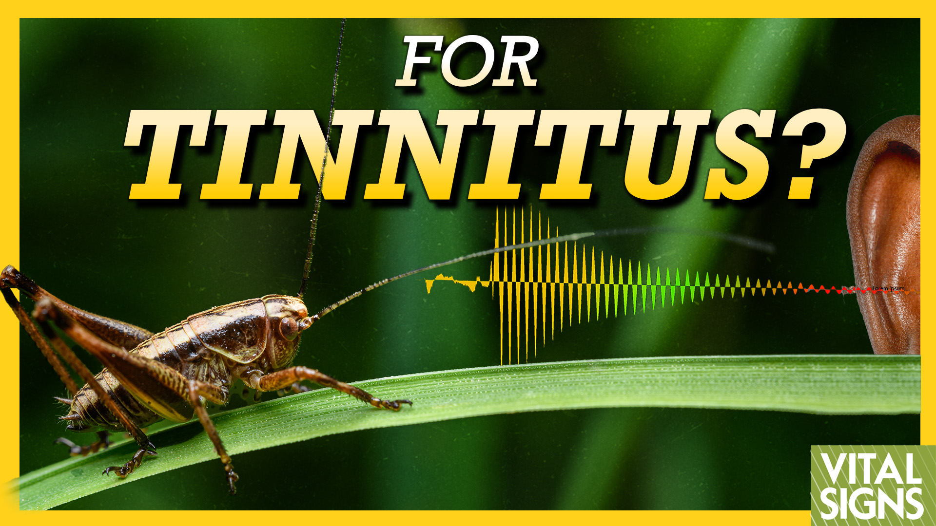 Two Very Different Tinnitus Treatments: Vitamin B12 and Crickets | EpochTV